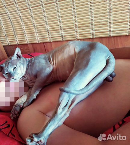 Сфинкс на вязку