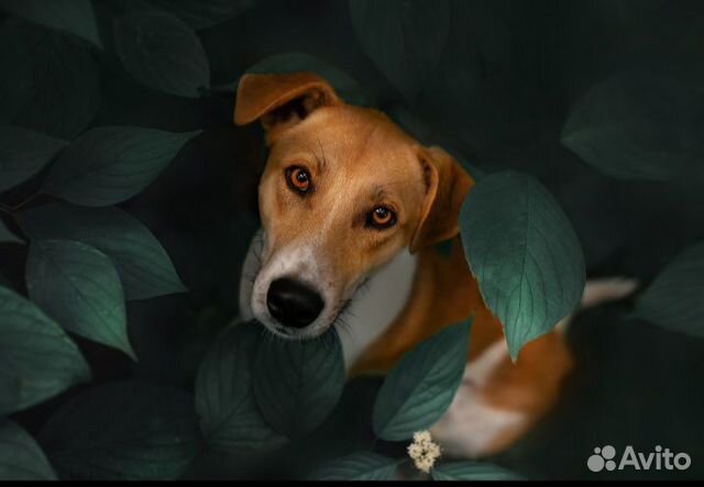 Леви, ищет дом