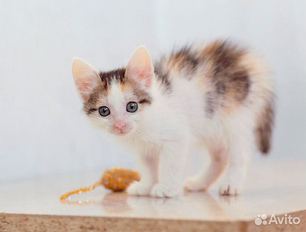 Малышка Сьюзи в поисках дома