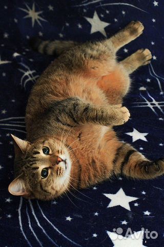 Ласковая кошечка Мусечка в поисках дома