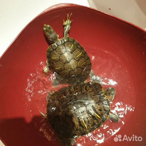 Черепаха