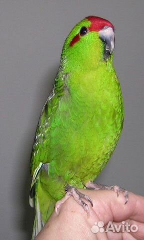 Попугай какарики от заводчика