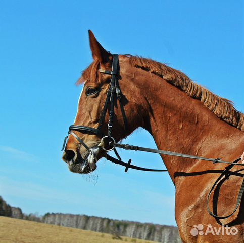 Высококровная кобыла