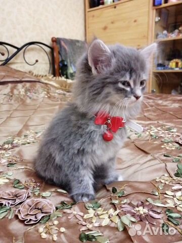 Котенок