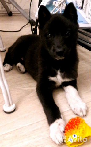 Метиска лайки