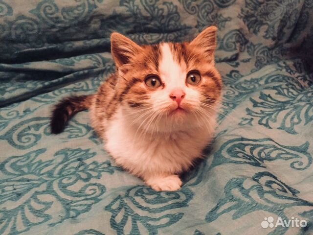 Котёнок