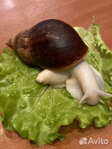 Улитка Ахатинка