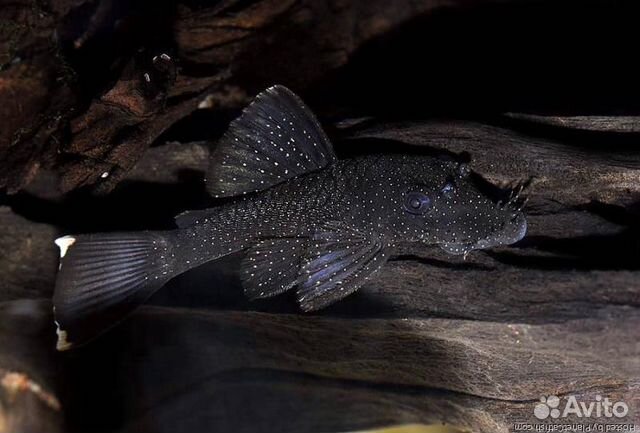 Анциструс звездчатый l-181