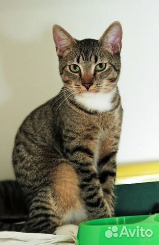 Антошка 6 мес