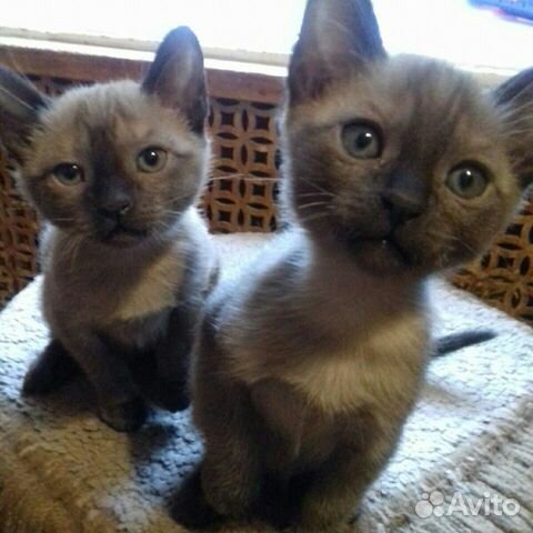 Бурманский мальчик, 3.4 месяца и котята 2 мес