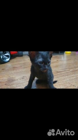 Канадский сфинкс