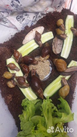 Улитки ахатины