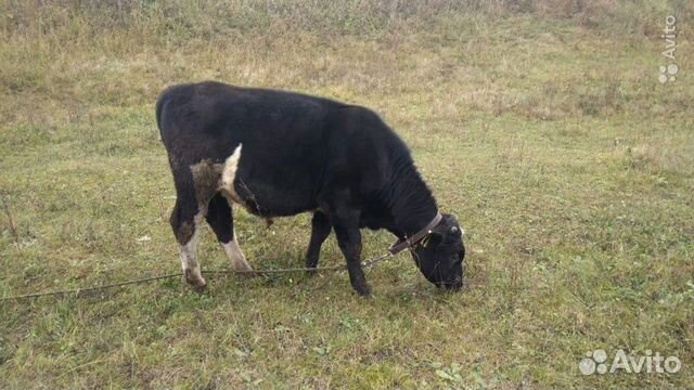 Бычок - "голландец" продаётся