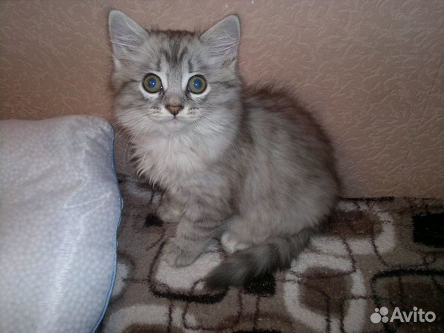 Котенок вислоухой шотландки и британца-кота