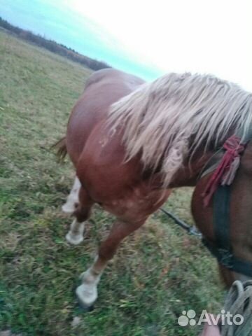 Продаю двух коров и лошодь и жерёбку