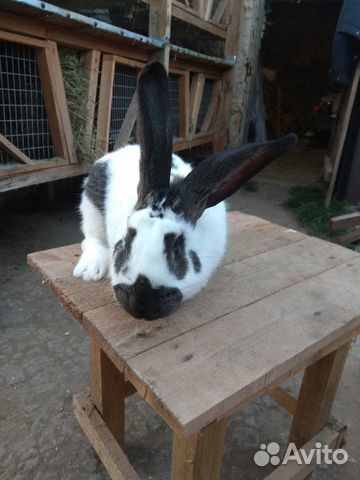 Кролики на племя Немецкий пестрый великан (Строкач