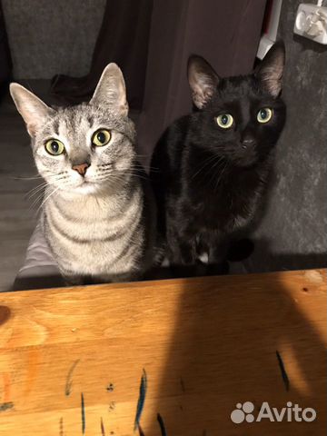 Отдам кошек