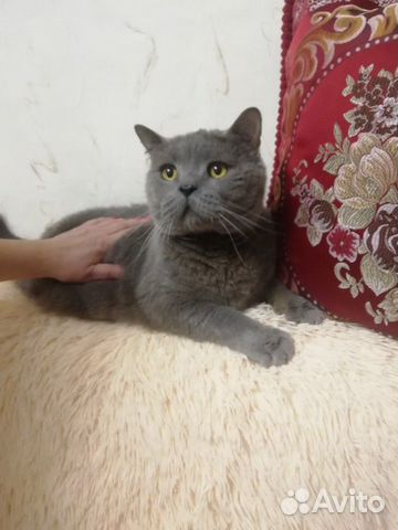 Британский кот