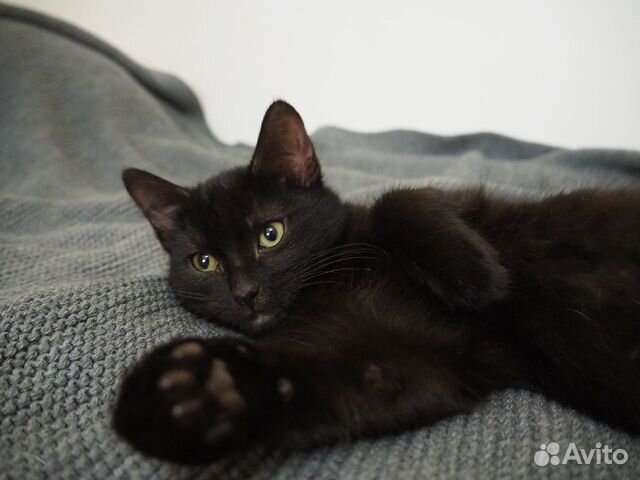 Котенок, девочка, примерно 4 месяца