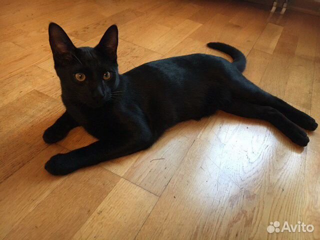 Котята чёрные (бомбейская - корниш рекс)