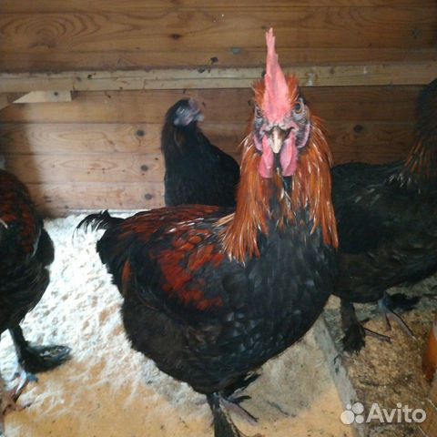 Семья маранов черно-медных, петух