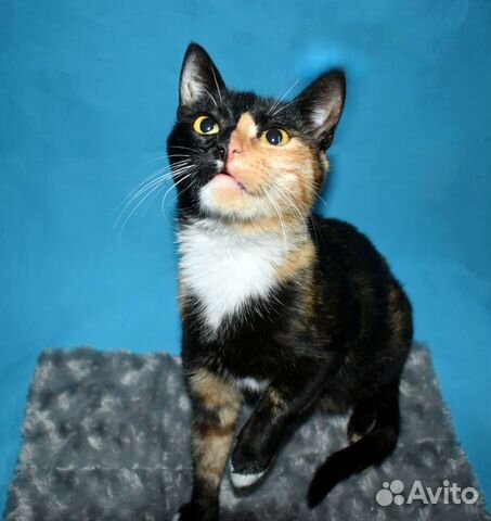 Обворожительная Моника ищет дом