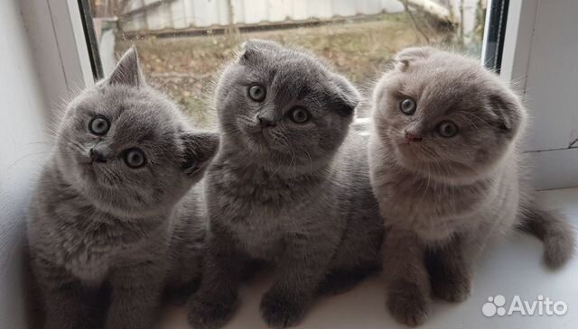 Шотландские котята