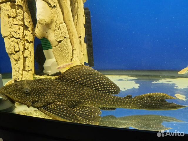 Сомы птеригоплихты