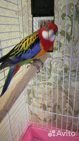 Попугай