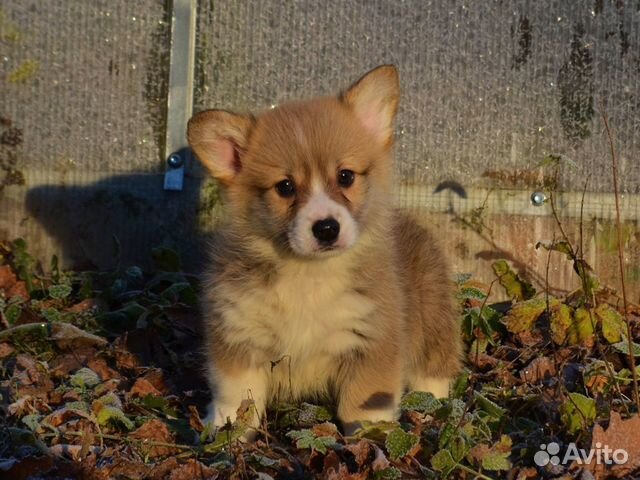 Вельш корги пемброк