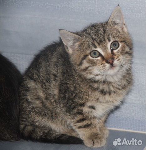 Котёнок пушистый серо-полосатый 1 месяц
