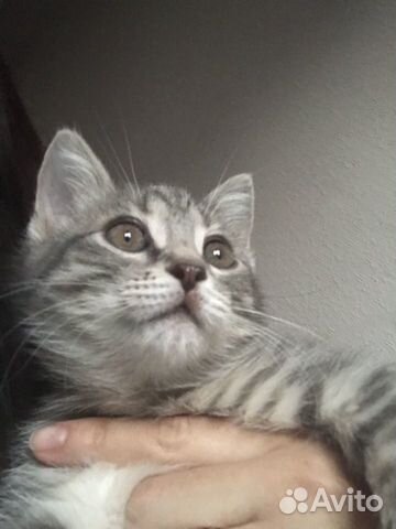Котик