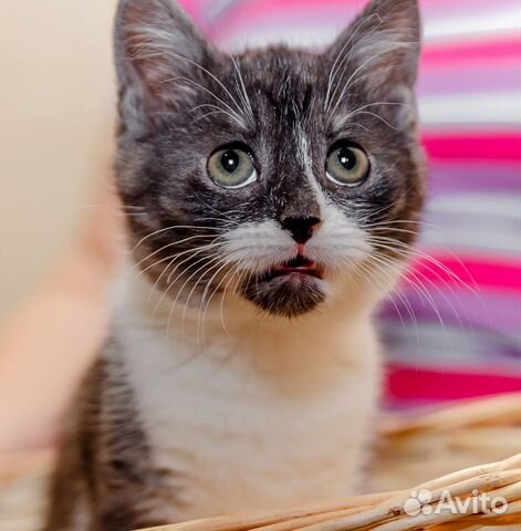 Котёнок Кукляша в самые лучшие руки