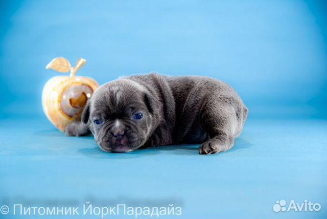 Красивая голубая булочка