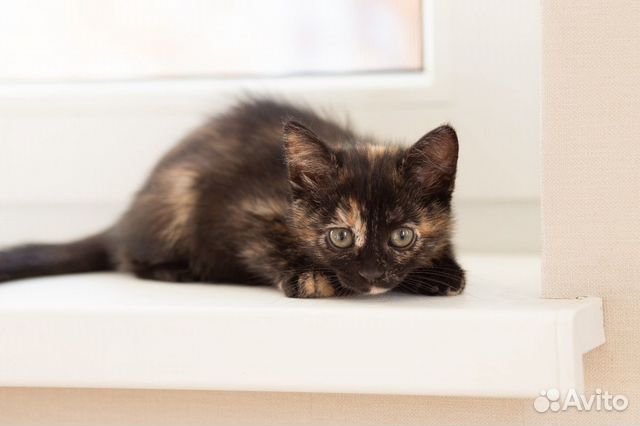 Полубританские котята