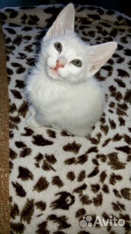 Котенок с вечно надутой мордочкой (кот, котик, кош