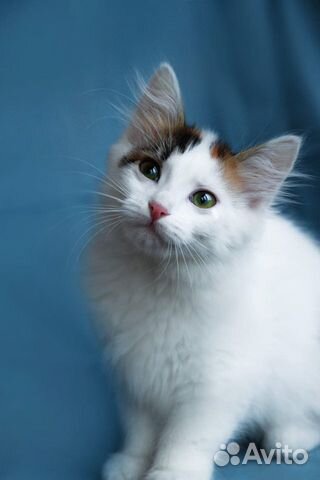 Пушистое счастье в дом