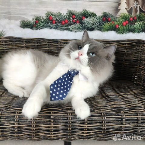 Рэгдолл блю биколор, вязка за котенка