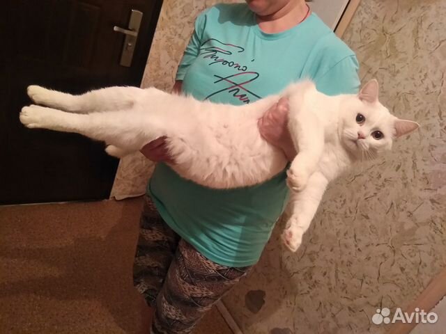 Отдам кота в хорошие руки