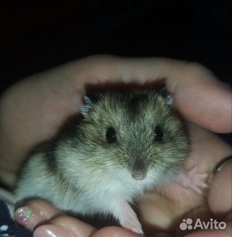 Подарю хомячка)