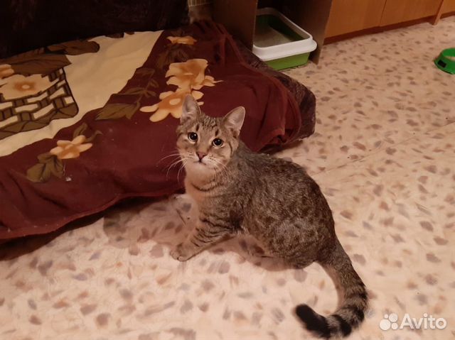 Ласковый котик кастрат 6 мес