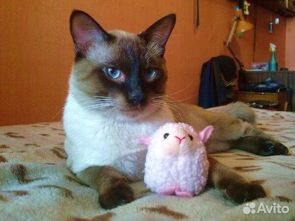 Тайский котик (вязка)