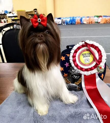 Биро,Шоколадный мини кобель вязка