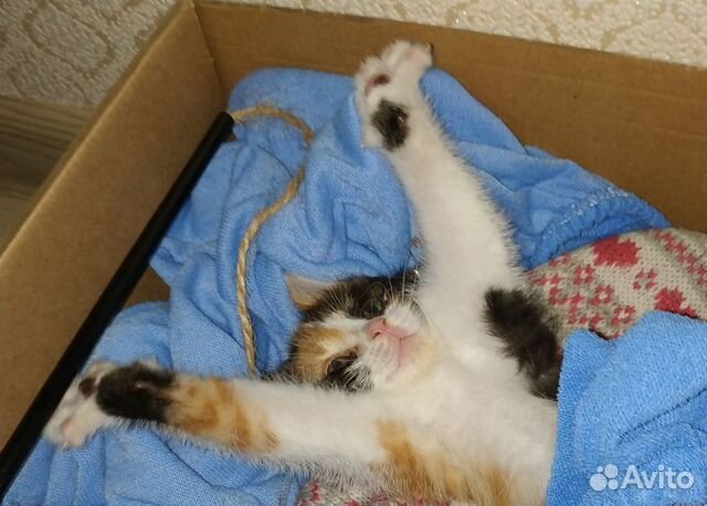 Котёнок девочка 1.5 месяца
