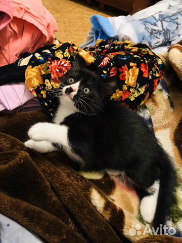 Метис сиама (сноу шу) в дар