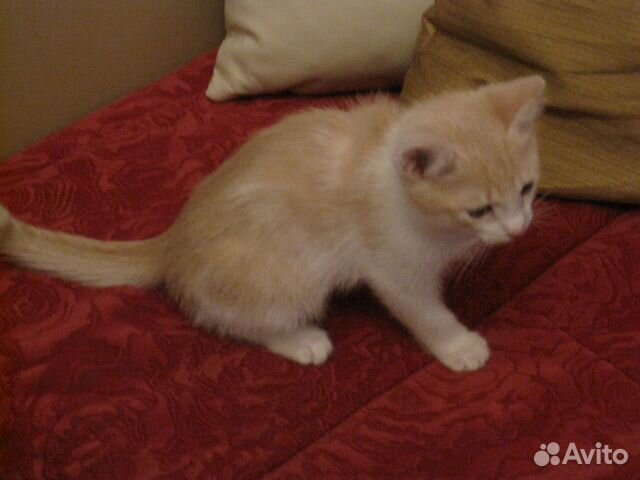 Персиковый котенок мальчик