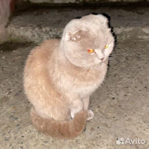 Шотландский кот