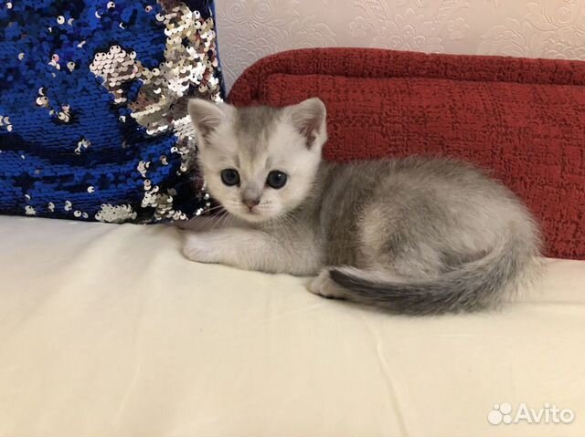 Шотландский прямоухий мальчик