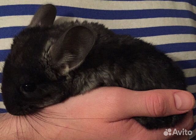 Шиншиллята