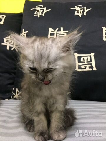 Котенок